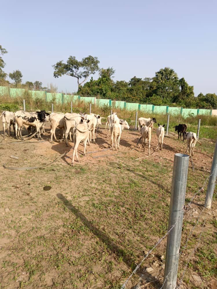 Dominion Integrated Farms | Livestock Farming & Cattle Sales