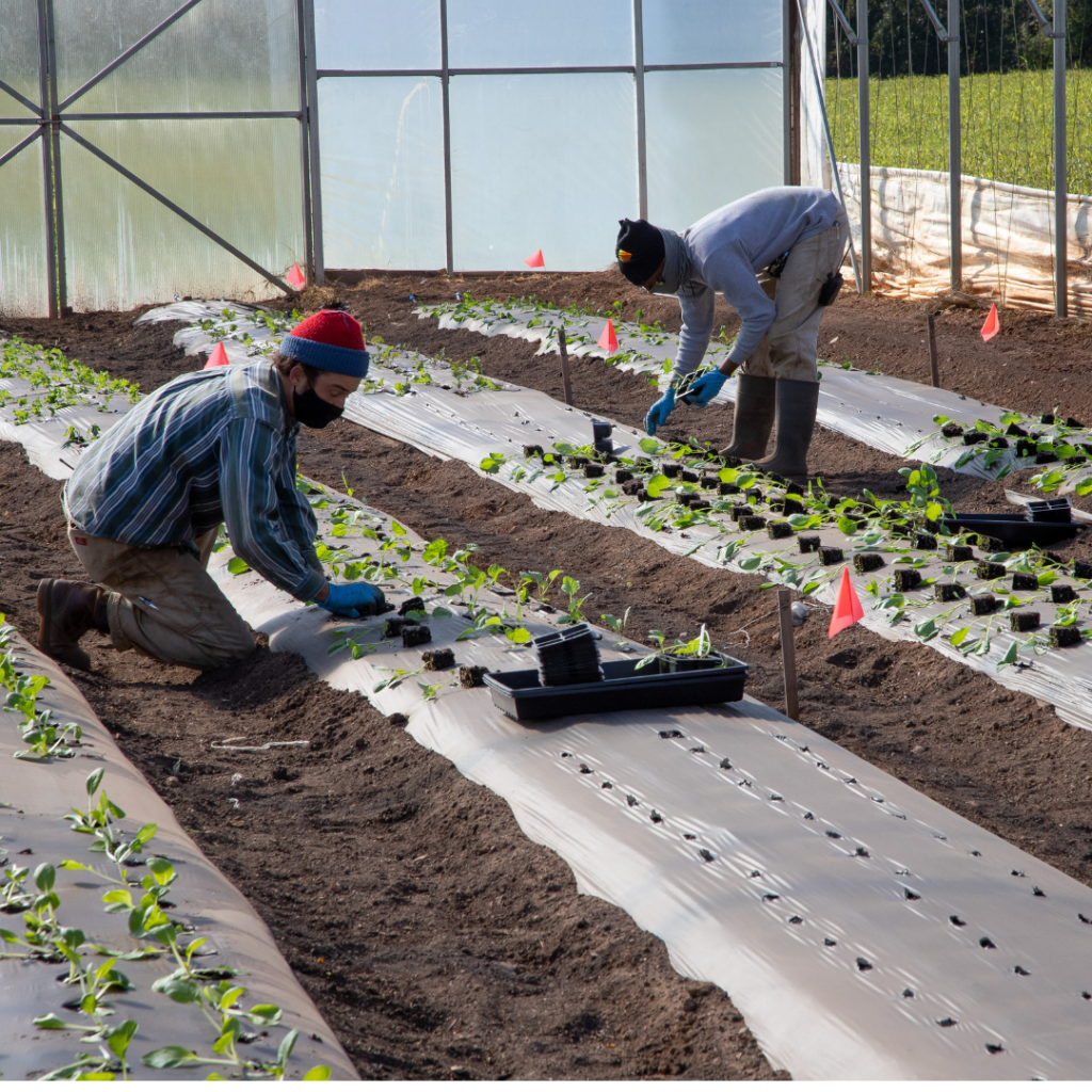 How to Start a Profitable Crop Farm from Scratch